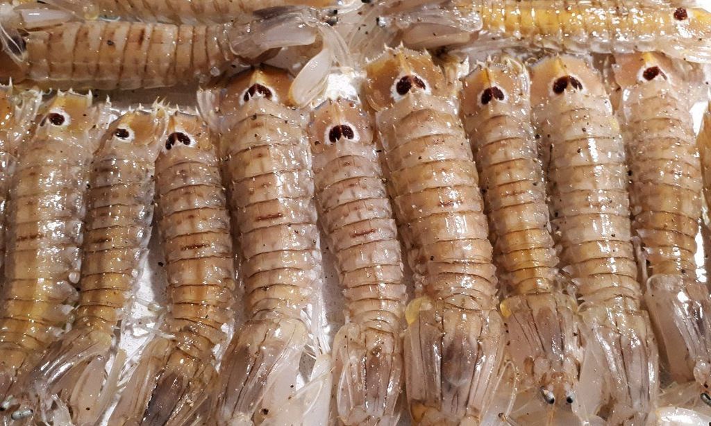 La galera, un crustáceo muy mediterráneo, muy nuestro - Patronato ...